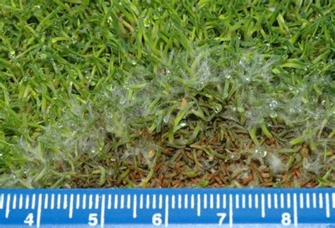 Microdochium Patch 06040402 Pace Turf Photo Gallery