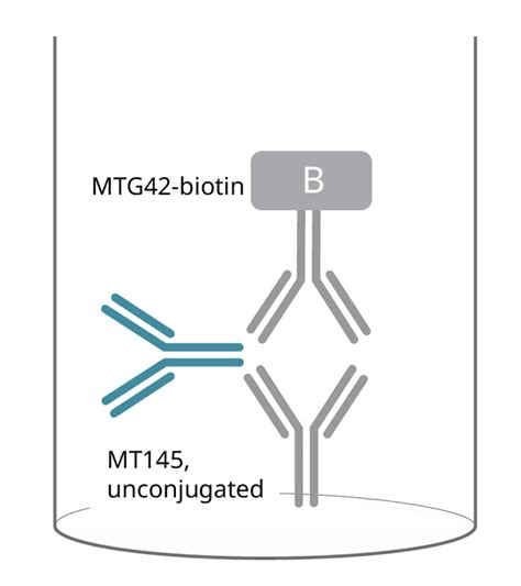 Human Igg4 Mab Guide Mabtech