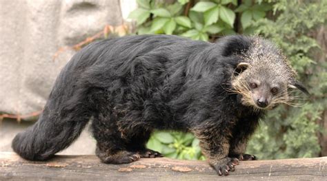 🔥 The Binturong Also Known As The Bearcat Their Unique Musk Resembles