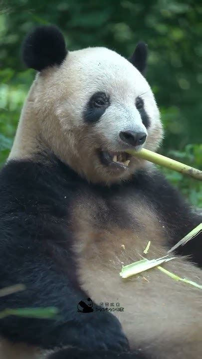 光 が 漏れるお庭 に、セミのなき声が響き、シャンシャンはのんびりとタケノコを楽しんでる、穏やかに過ごしてていいですね！🐼🎉 Youtube