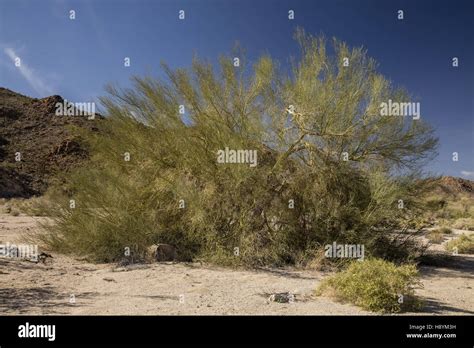 Blue Palo Verde Tree Parkinsonia Florida In Winter On River Wash