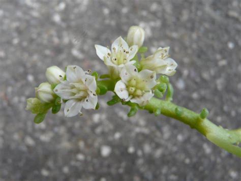 Wrightii Ssp Wrightii