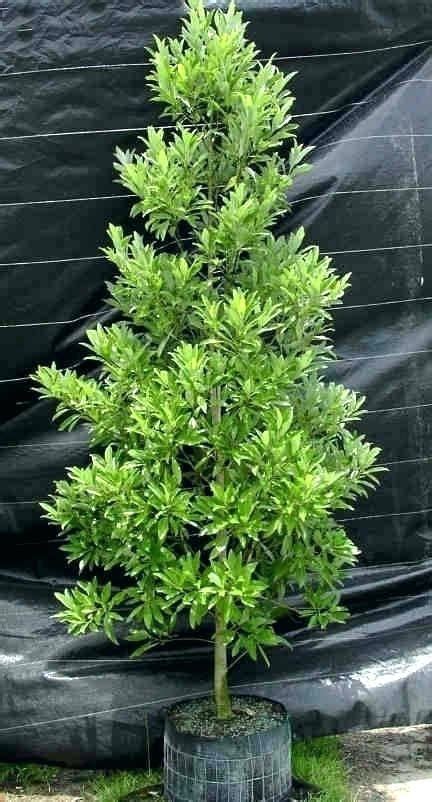 Columnar Evergreen Shrubs