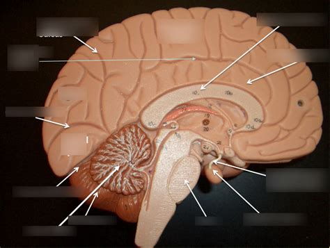 Cut Of Brain Diagram Quizlet
