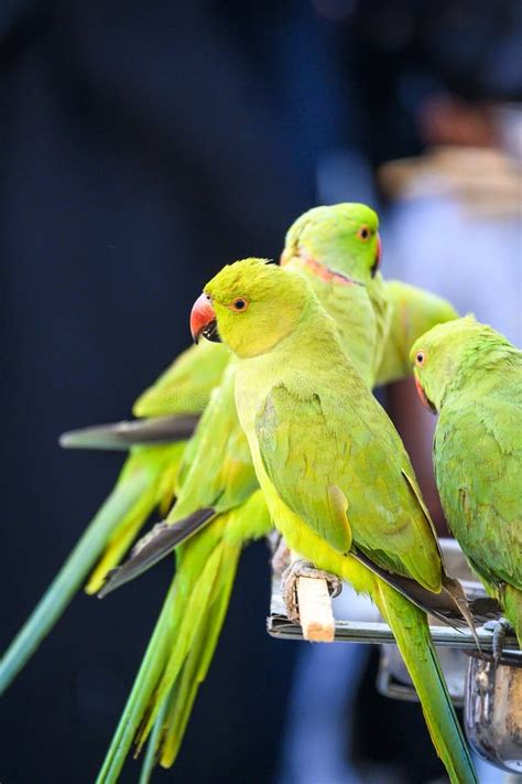 Perfect Green Colored Alexander Parrot A Domesticable Bird Species Suitable For The Home Stock