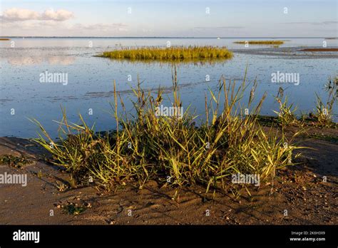 Cordgrass Spartina X Townsendii At Vesterende Ballum Part Of Wadden