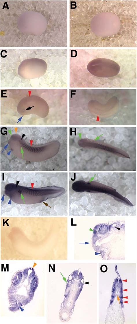 Xnocturnin Is Expressed From Neural Plate To Late Tailbud Stages Shown