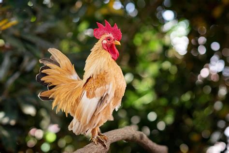 Cockerels Vs Roosters Understanding Young Male Chickens Feathered