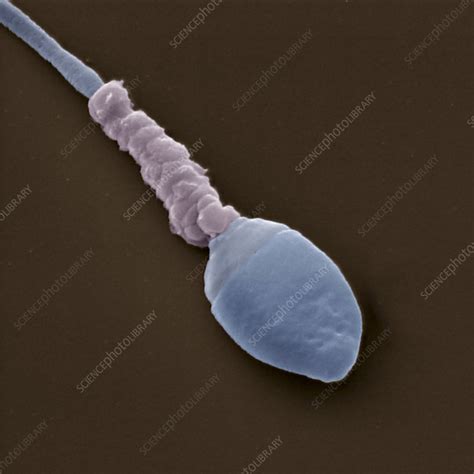 Sperm Cell Sem Stock Image P6240171 Science Photo Library
