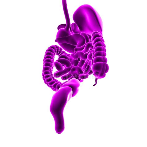 Human Digestive System Anatomy For Medical Concept 3d Rendering Stock