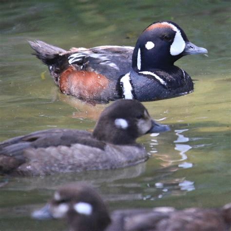 Harlequin Duck