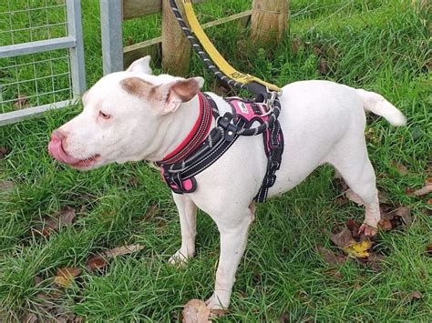 Snoopy Senior Staffy Club Adopt Now