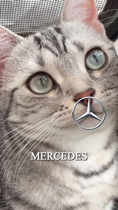 이보다 더 좋은 차는 없다구🐱🚗 No Better Car Than This Do You Agree Youtube