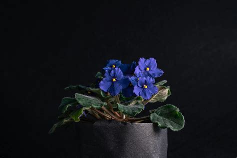 African Violet Foliagefoundry Plant Care Guide