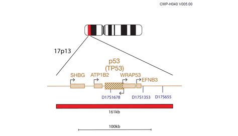 Cytocell P53 Tp53atm Deletion Fish Probe
