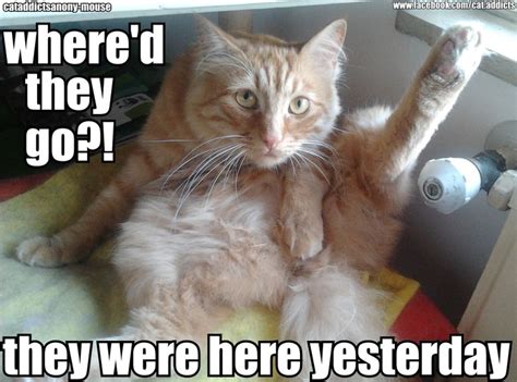 Cat Neuter Memes