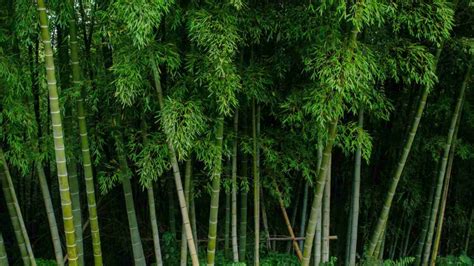 Explore Photos Of Tropical Rainforest Plants Types And Adaptations