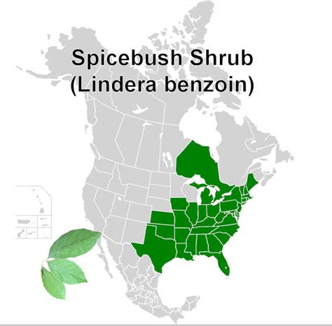 Spicebush Swallowtail Butterflies Rewild Fossilguy Your Complete Guide