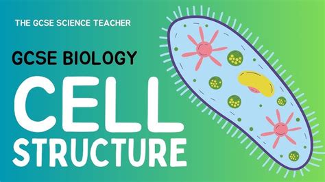Gcse Ks4 Biology Science Cells Revision Lesson Labelled Cells Display