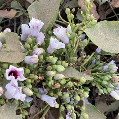 Ipomoea Staphylina Clustered Morning Glory Green Cover Initiative