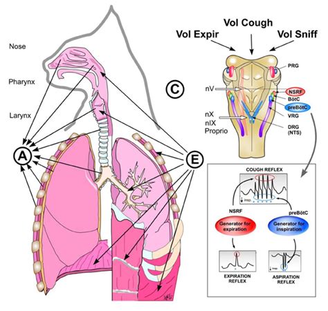 Frontiers Reversal Of Functional Disorders By Aspiration Expiration