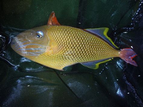 Crosshatch Triggerfish 6 Male Nyaquatic
