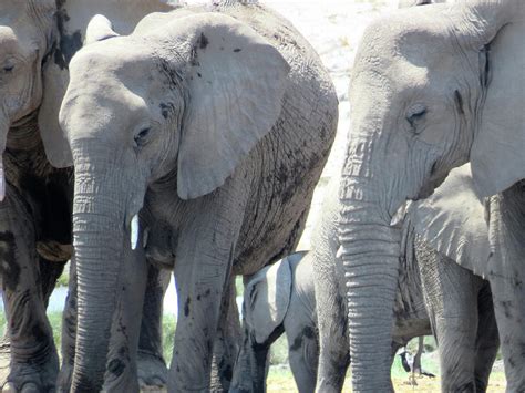 Elephants Photograph By Eric Pengelly Fine Art America