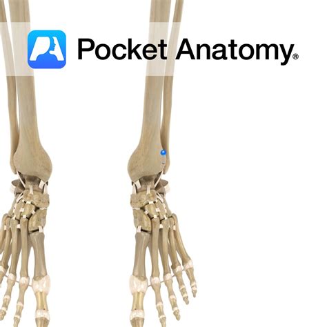 Distal Tibiofibular Joint Pocket Anatomy