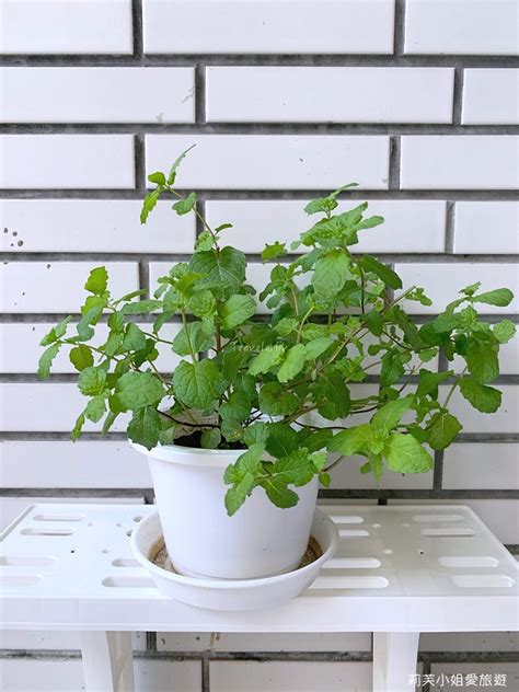 園藝 適合居家栽培跟料理食譜入菜的7種香草植物及4款觀葉植物種植分株、水培心得 莉芙小姐愛旅遊