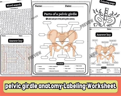 Pelvic Girdle Anatomy Worksheets Labeling Diagram Word Search
