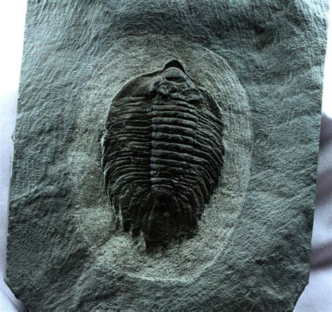 Arctinurus Trilobite