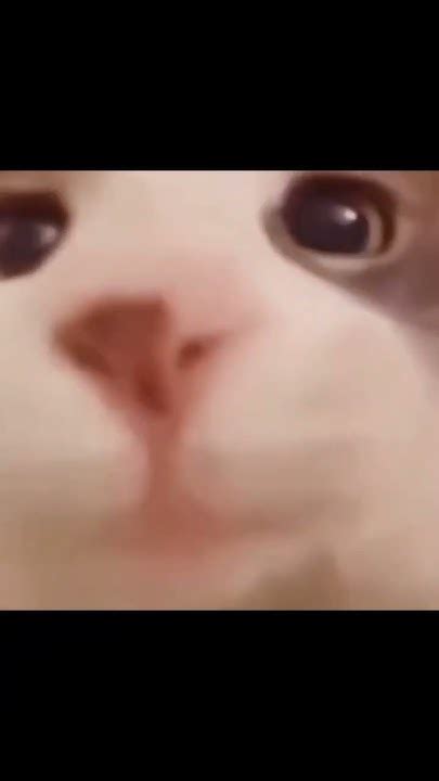 Kitty Caaaaaaht Bleh Youtube