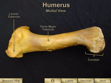 Skeletal Structure Of The Equine Forelimb Pptx