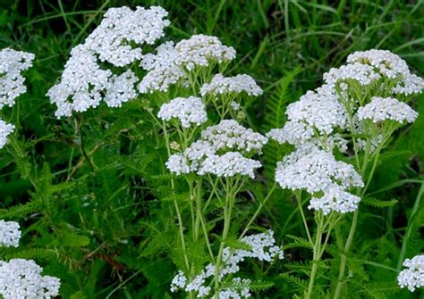 Achillea Gracilis Eastern Yarrow Van Van Zandt County M… Flickr