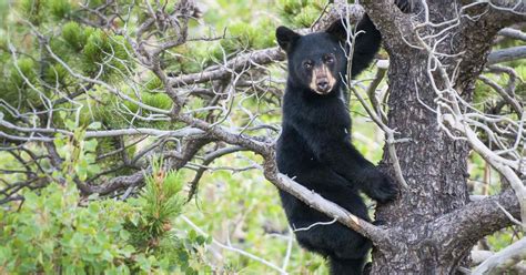 People Caught Yanking Bear Cubs Out Of Tree To Take Selfies With Them