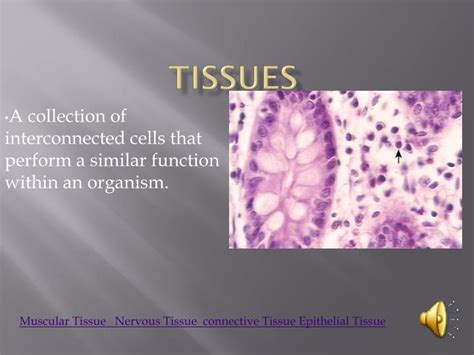 Ppt Tissues Powerpoint Presentation Free Download Id2247214