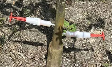 Trunk Injection Could Deliver The Kill Shot To Hlb Citrus Industry