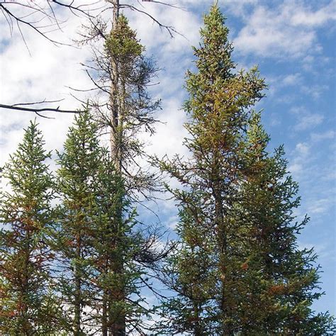 Native Plant Trust On Linkedin Black Spruce Picea Mariana Grows Primarily In Bogs And Swampy