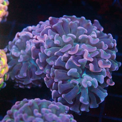 Jc Pinky Hammer Jersey Corals
