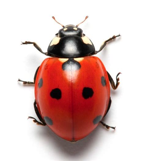 The Consulting Business Reporting Issues In Filemaker Pro