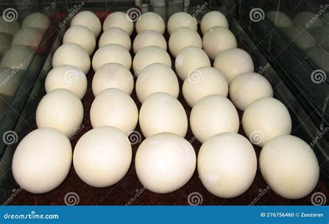 Burmese Python Python Bivittatus Stock Photo Image Of Plant Food