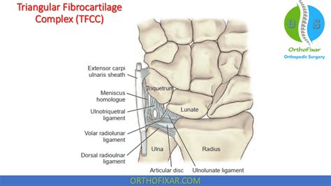Wrist Anatomy Bones Ligaments And Joints Orthofixar 2026