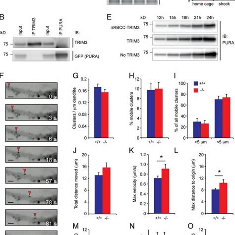 Engram Cell Connectivity Schematic Illustrating The Dynamics Of