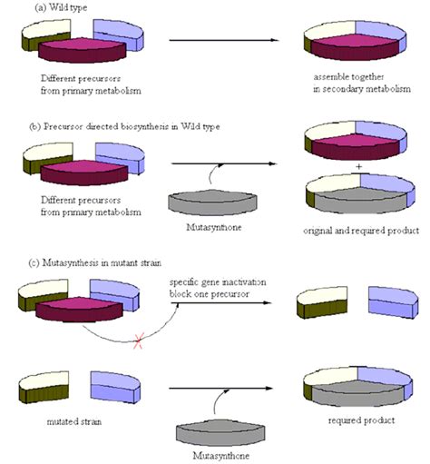 Diagrammatic Representation Of Precursor Directed Biosynthesis Pdb