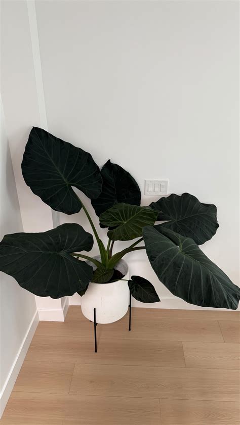 𝑴𝒊𝒄𝒉𝒂𝒆𝒍𝒂 🤍 Michaelawitter • Instagram Photos And Videos