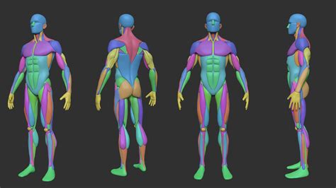 Artstation Free Simplified Anatomy Basemesh Male Resources