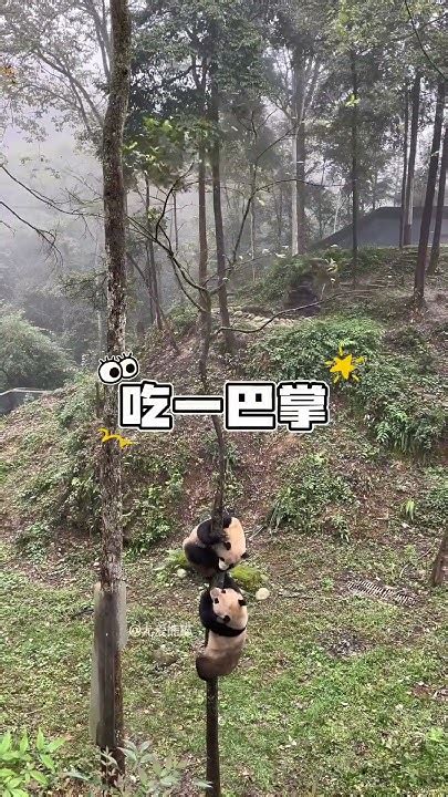 护姐狂魔上线，觉得树枝承受不了姐的重量，小将拉姐姐小鲁下树，树上结了两只熊猫。大熊猫小将 大熊猫小鲁 一方水土养一方熊猫 来这吸熊猫 熊猫爬树 Youtube