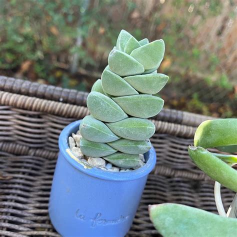 Crassula Moonglow Plant Care Water Light Nutrients Greg App 🌱