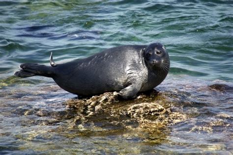 Baikal Seal Ocean Treasures Memorial Library