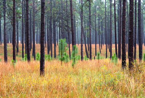 Longleaf Pine Restoration The National Wildlife Longleaf Pine
